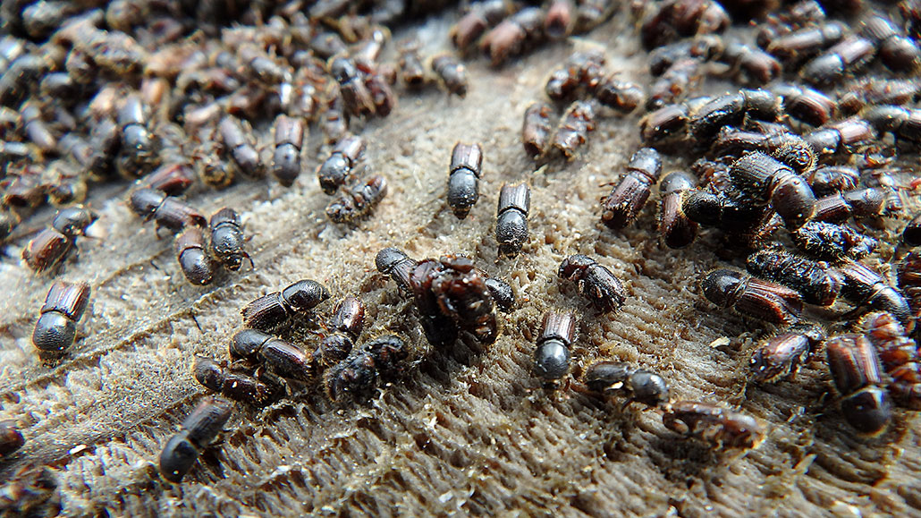 Most species of beetles pee differently than other insects