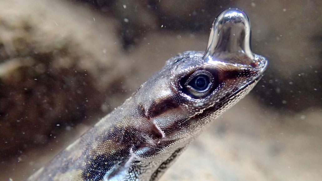 A bubble of air lets some lizards breathe underwater