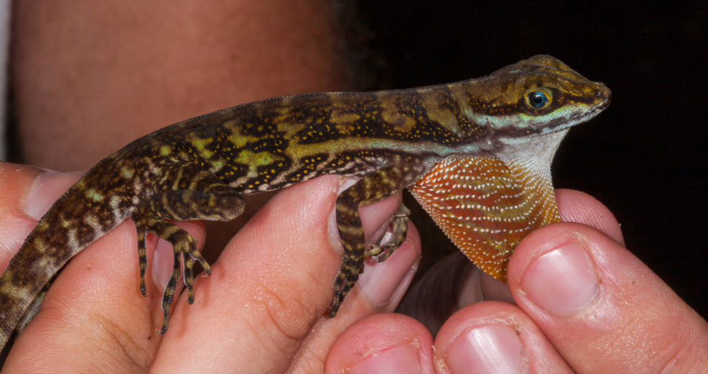 A bubble of air lets some lizards breathe underwater