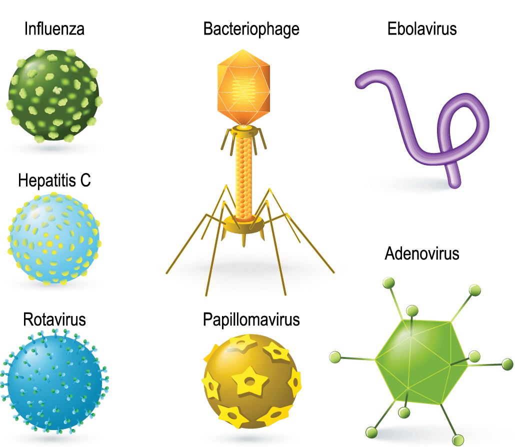 Explainer: Virus variants and strains