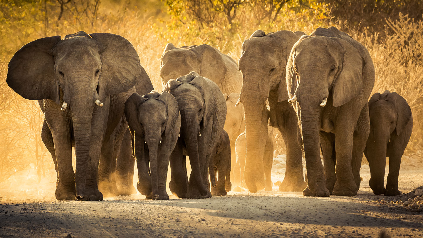Let’s learn about elephants