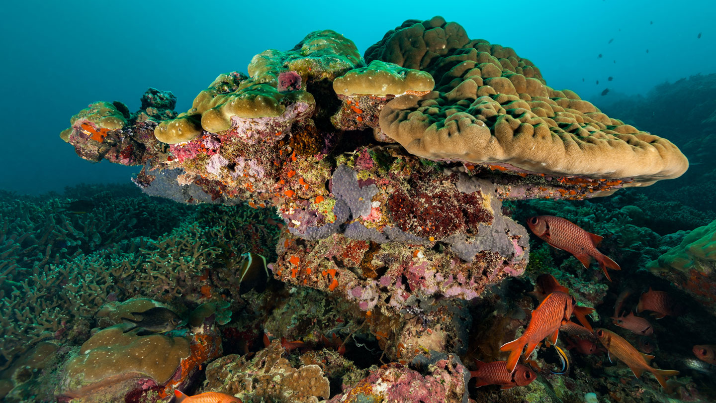 Analyze This: Corals stash microplastics in their skeletons