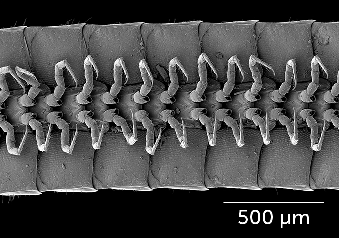 Scientists discover the first true millipede