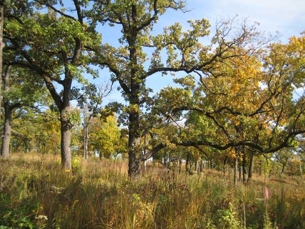 Scientists Say: Savanna
