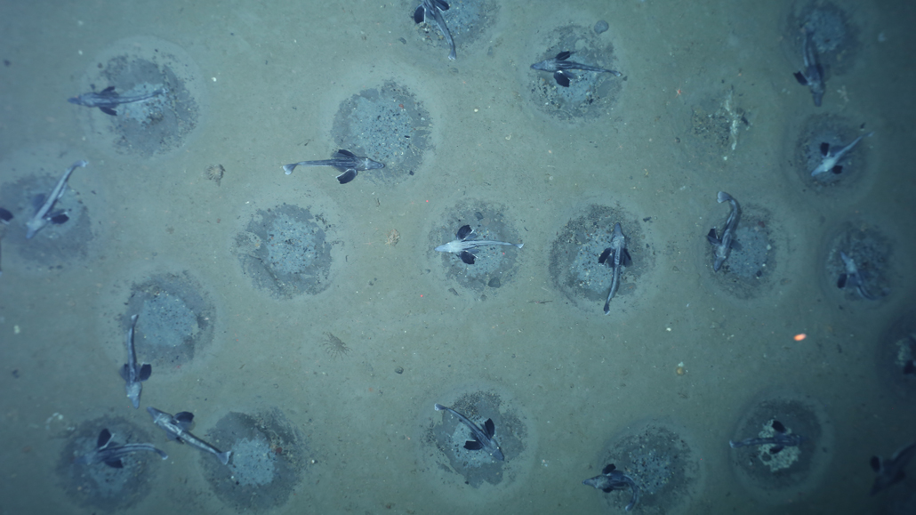 World’s biggest colony of nesting fish lives beneath Antarctic ice