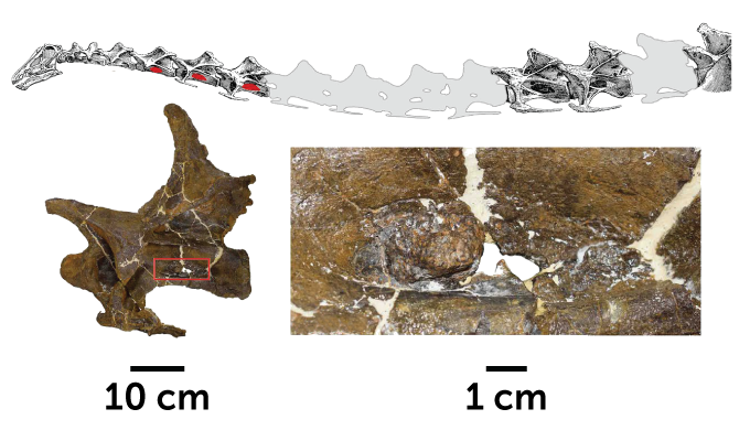 Dinos may have had the sniffles 150 million years ago