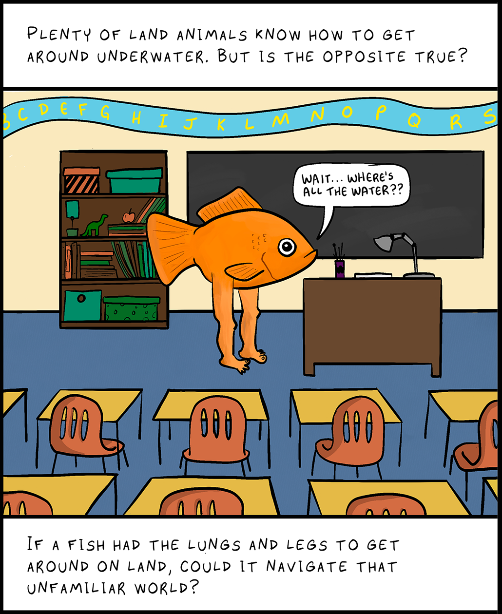 Goldfish driving ‘cars’ offer new insight into navigation