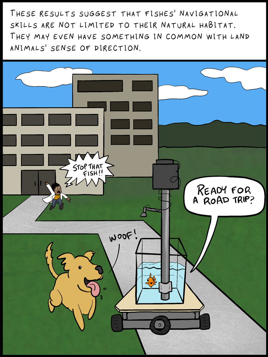 Goldfish driving ‘cars’ offer new insight into navigation