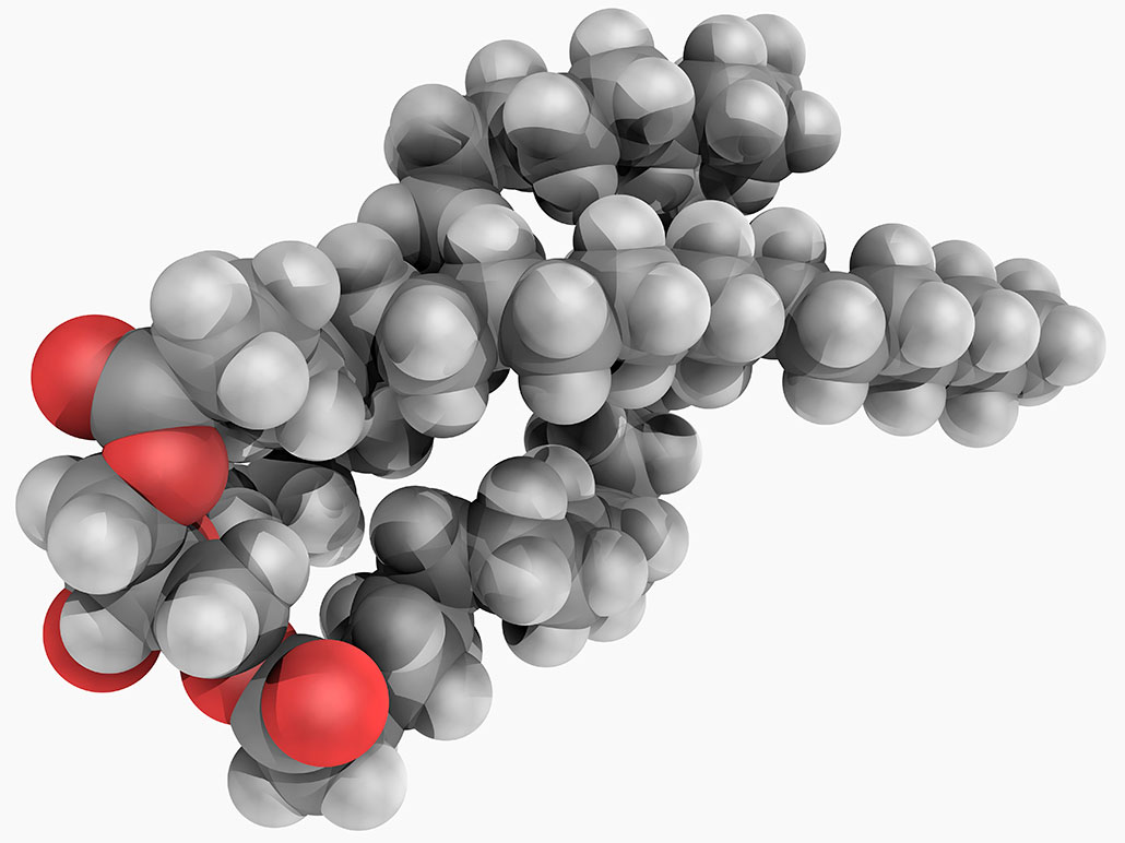 Explainer: What are fats?