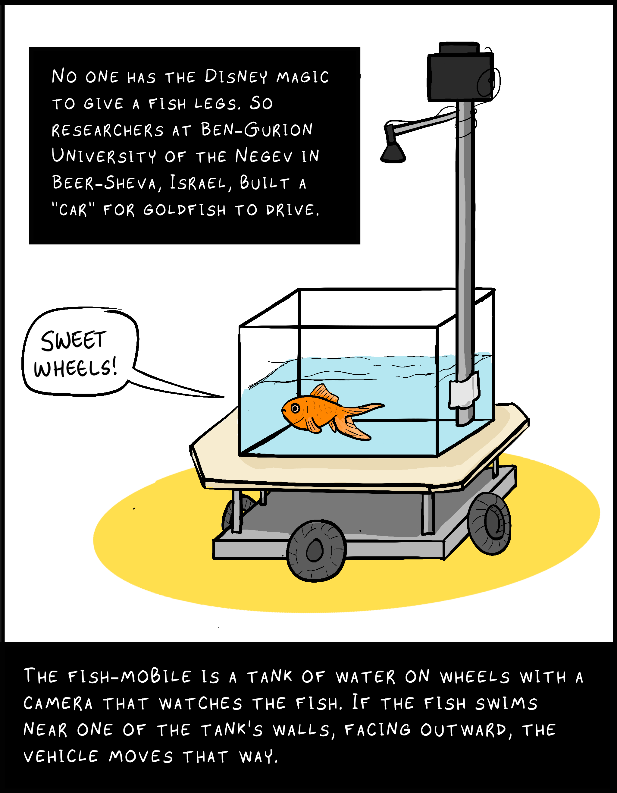 Goldfish driving ‘cars’ offer new insight into navigation