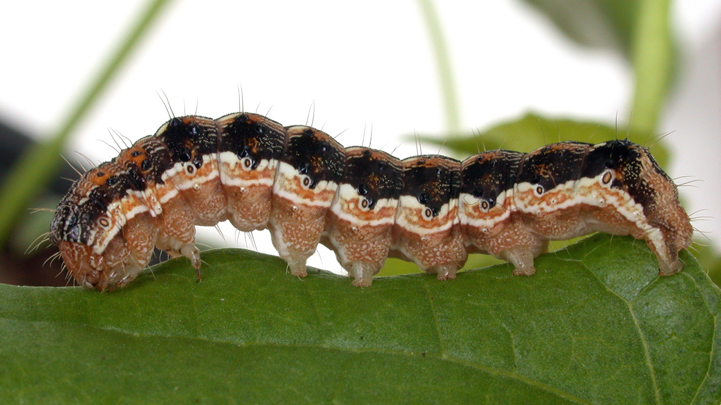 The ‘bone collector’ caterpillar wears its prey as camouflage