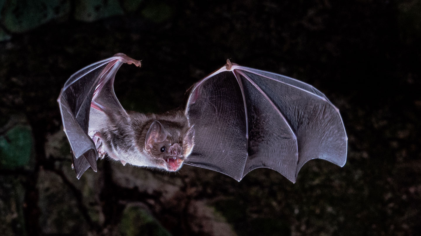 Let’s learn about vampire bats
