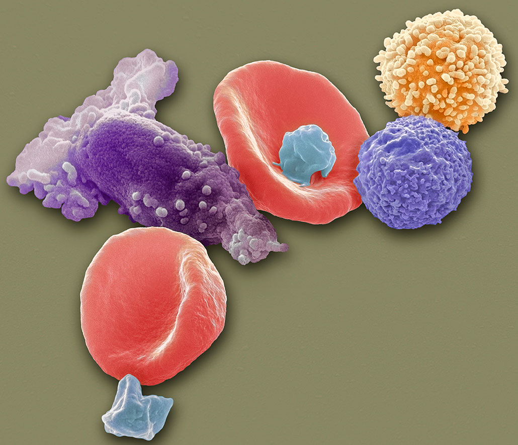 Explainer: The body’s immune system
