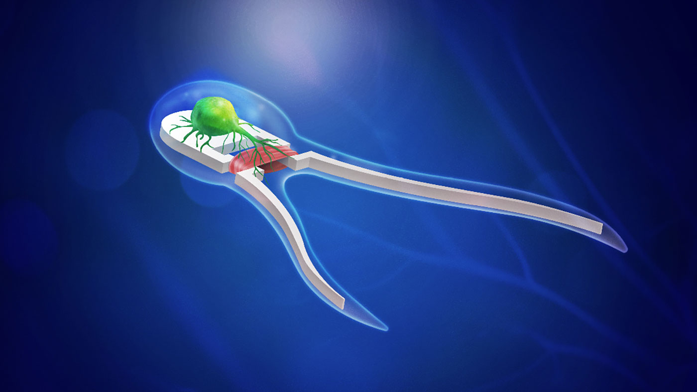 Robots made of cells blur the line between creature and machine