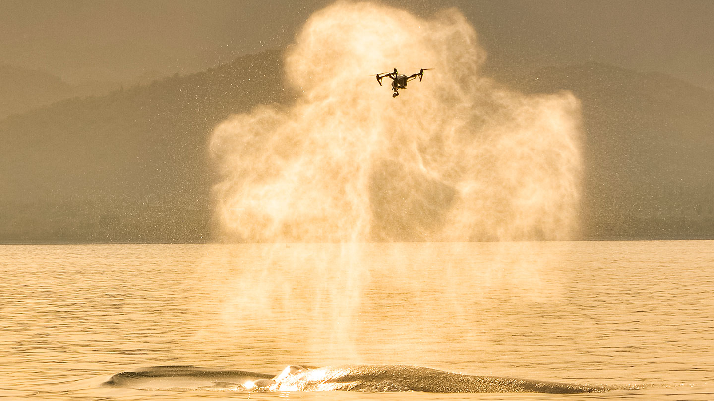 These flying robots protect endangered wildlife