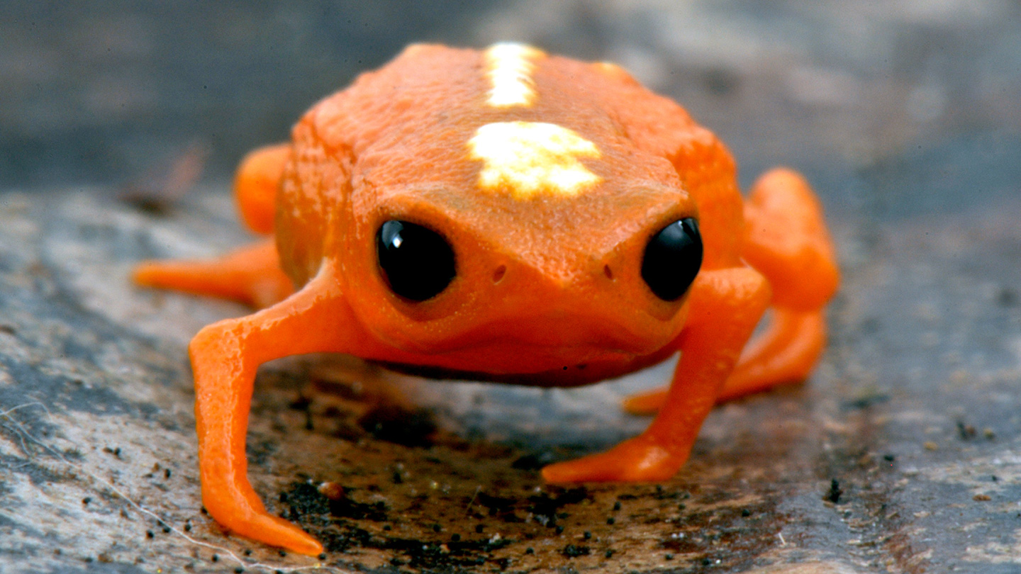 This frog is the world’s smallest known vertebrate