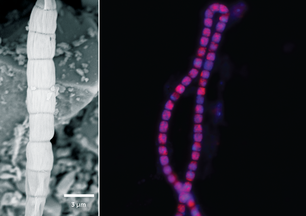 Bacterial ‘living wires’ could help protect the seas and climate