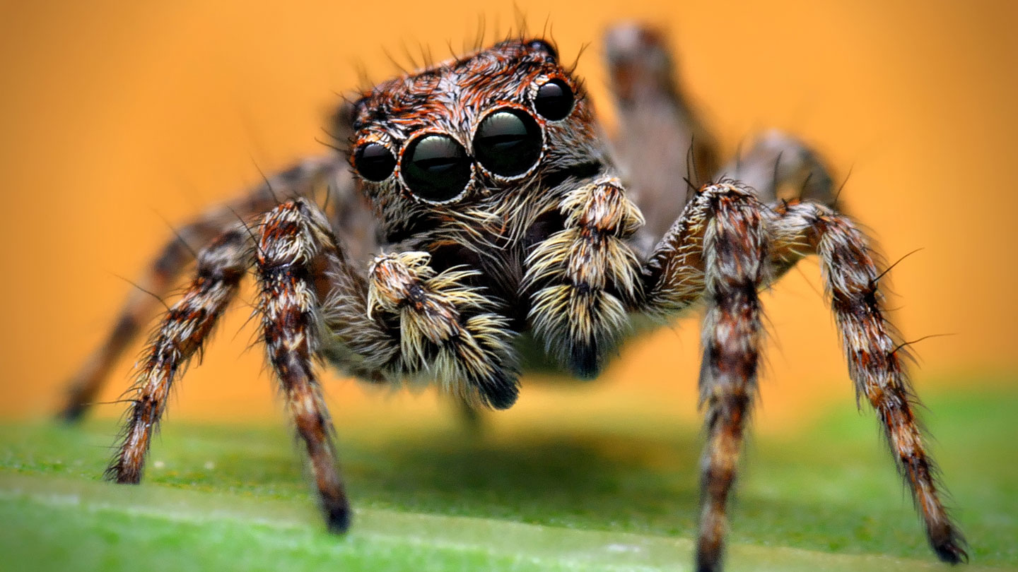 News stories about spiders are unfairly negative