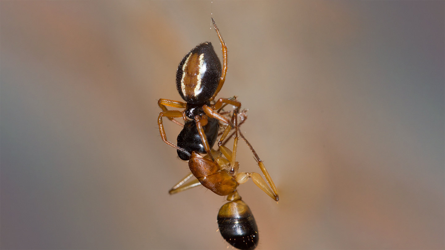 This acrobatic spider flips for its food — literally