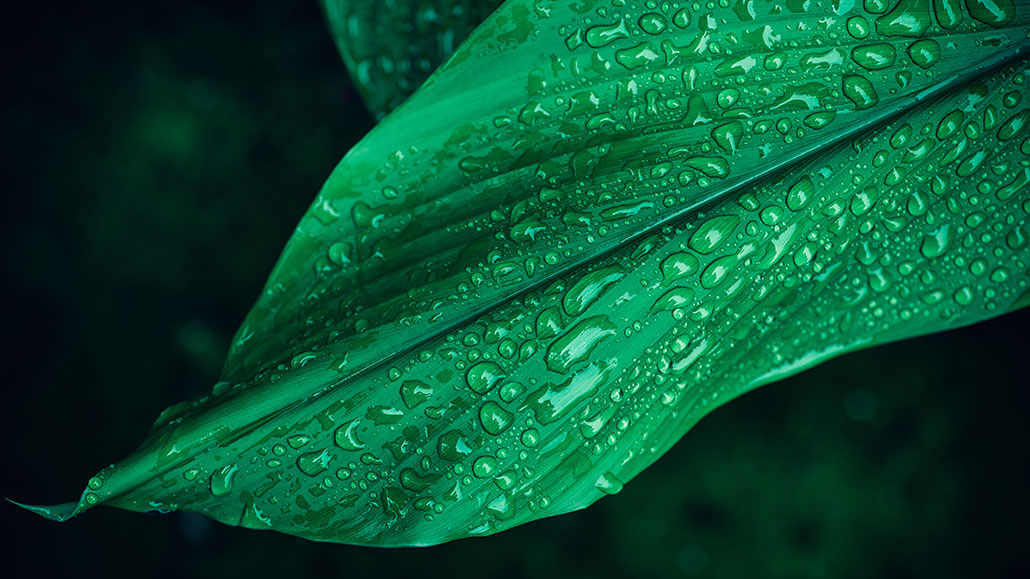 Questions for ‘No sun? No prob! A new process might soon grow plants in ...