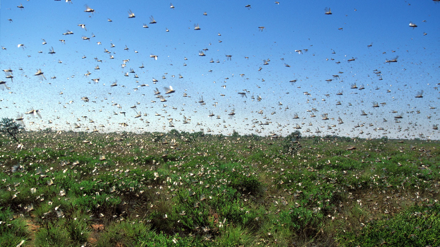 Insect swarms might electrify the air as much as storm clouds do