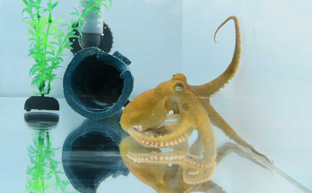 Analyze This: Octopuses may use favorite arms for grabbing meals