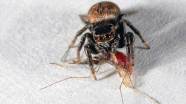 If Mosquitoes Vanished Would We Miss Them Vampire Spiders Might If Mosquitoes Vanished Would We Miss Them Vampire Spiders Might