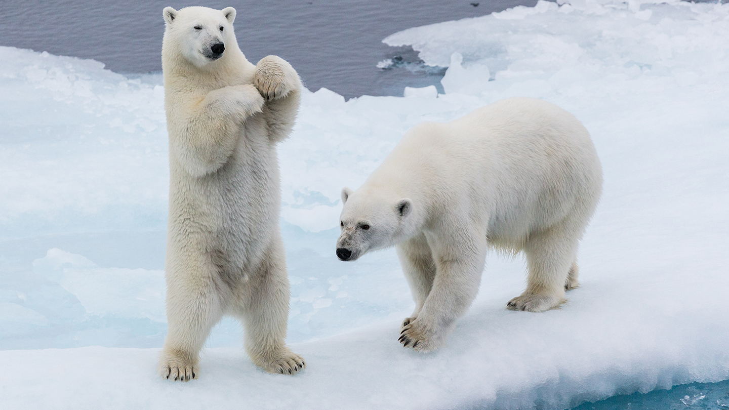 Tiny bumps on polar bear paws help them get traction on snow