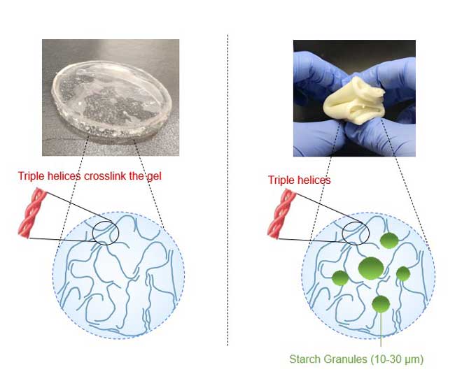 Explainer: What is a hydrogel?