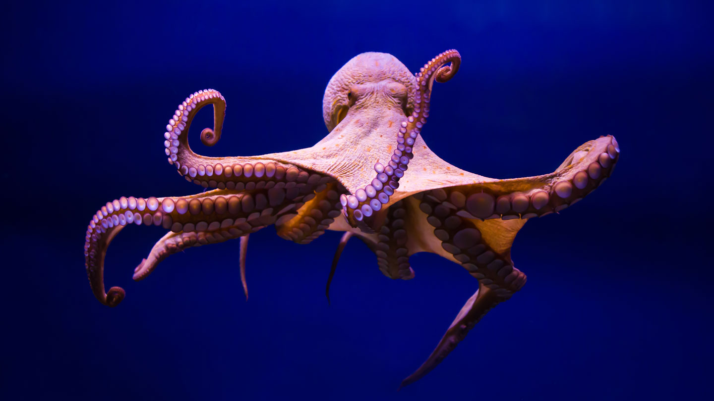 Splatoon characters’ ink ammo was inspired by real octopuses and squid