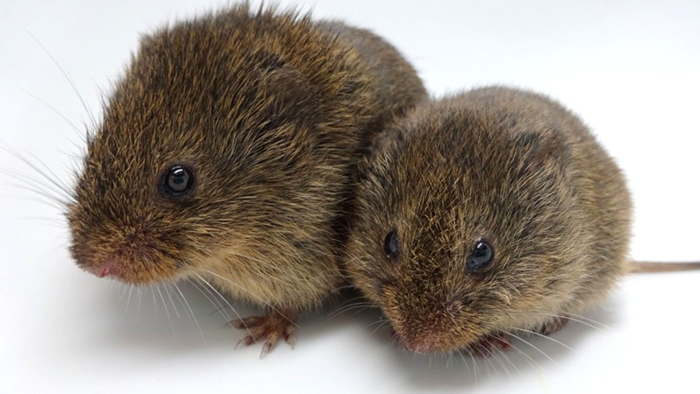Prairie voles can couple up even without the ‘love hormone’