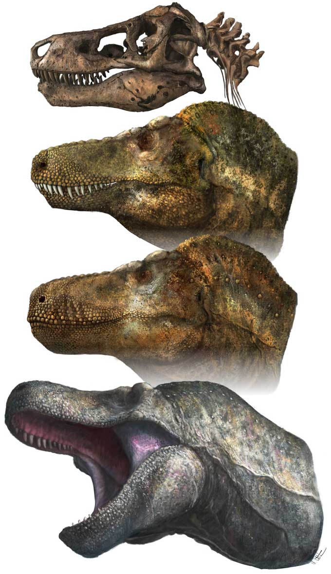 T. rex may have hidden its teeth behind lips