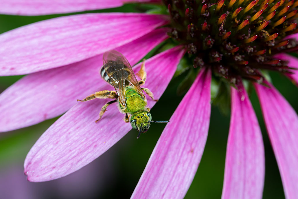 Making yards more diverse can reap big environmental benefits