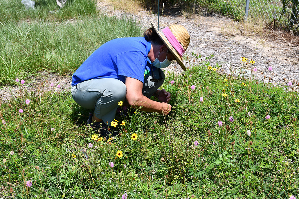 Making yards more diverse can reap big environmental benefits