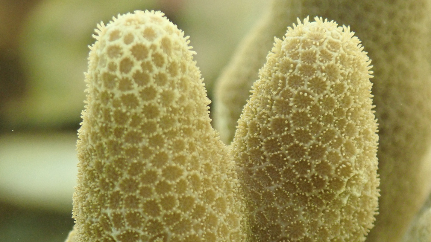 Adult corals have been frozen and revived for the first time