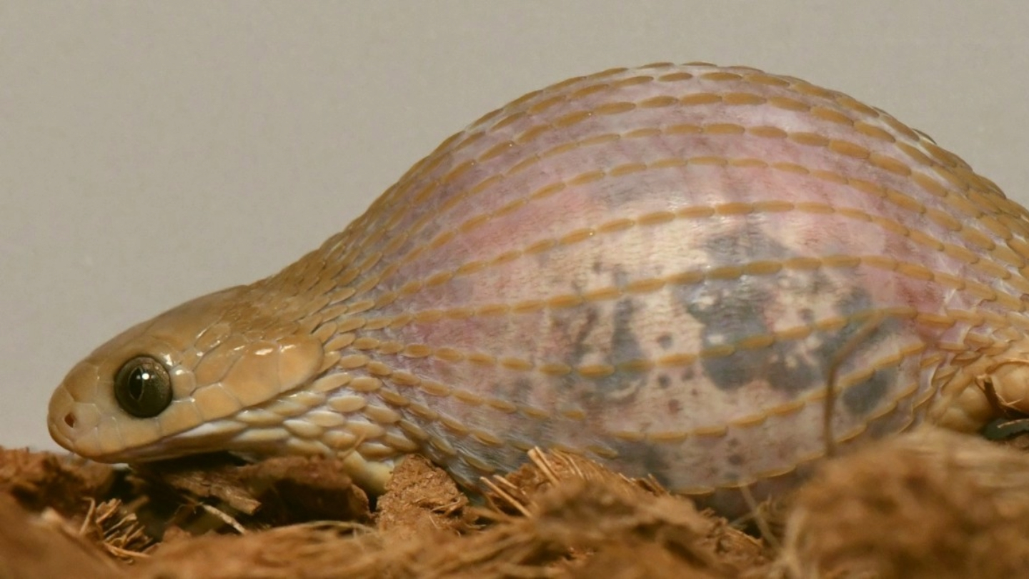 Questions for ‘This egg-eater may have the biggest gulp of any snake ...