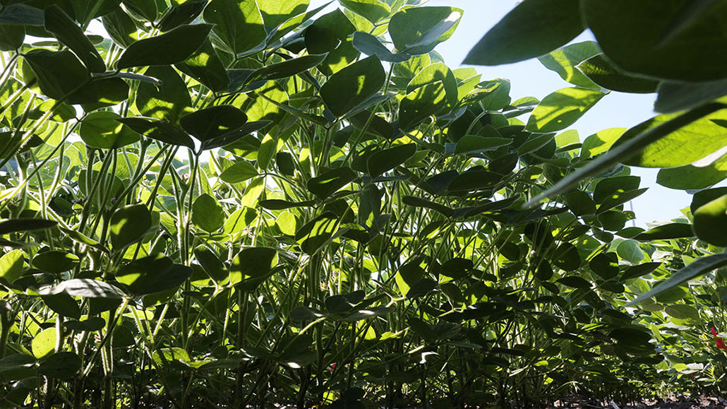 Crops are being engineered to thrive in our changing climate