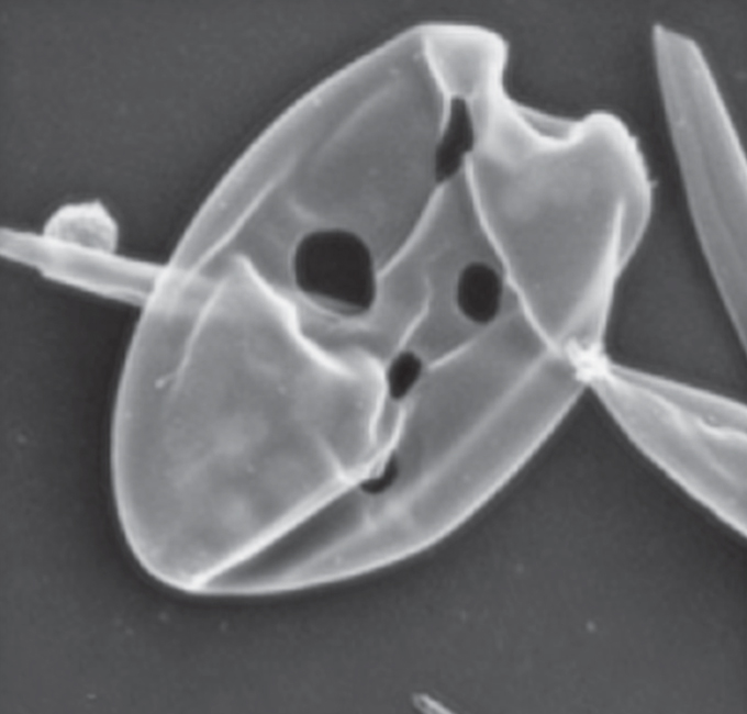 What the weird world of protists can teach us about life on Earth