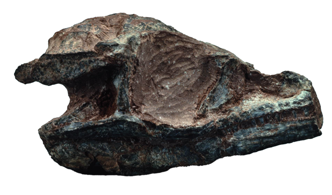 Neutrons are unveiling hidden secrets of fossils and artifacts