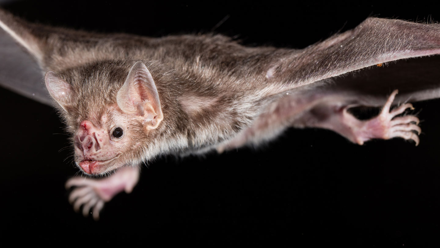 Let’s learn about vampire bats