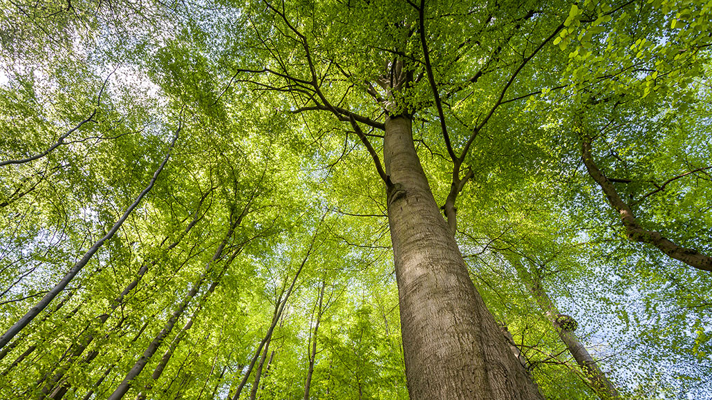 Bits of trees can make and store energy for us to use