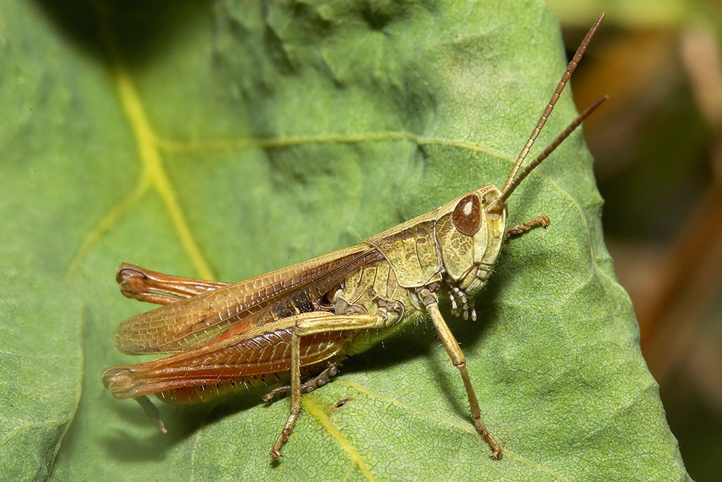 Invertebrates are pretty clever, but are they conscious?