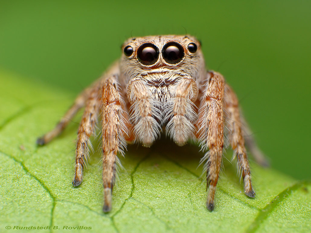 Invertebrates are pretty clever, but are they conscious?