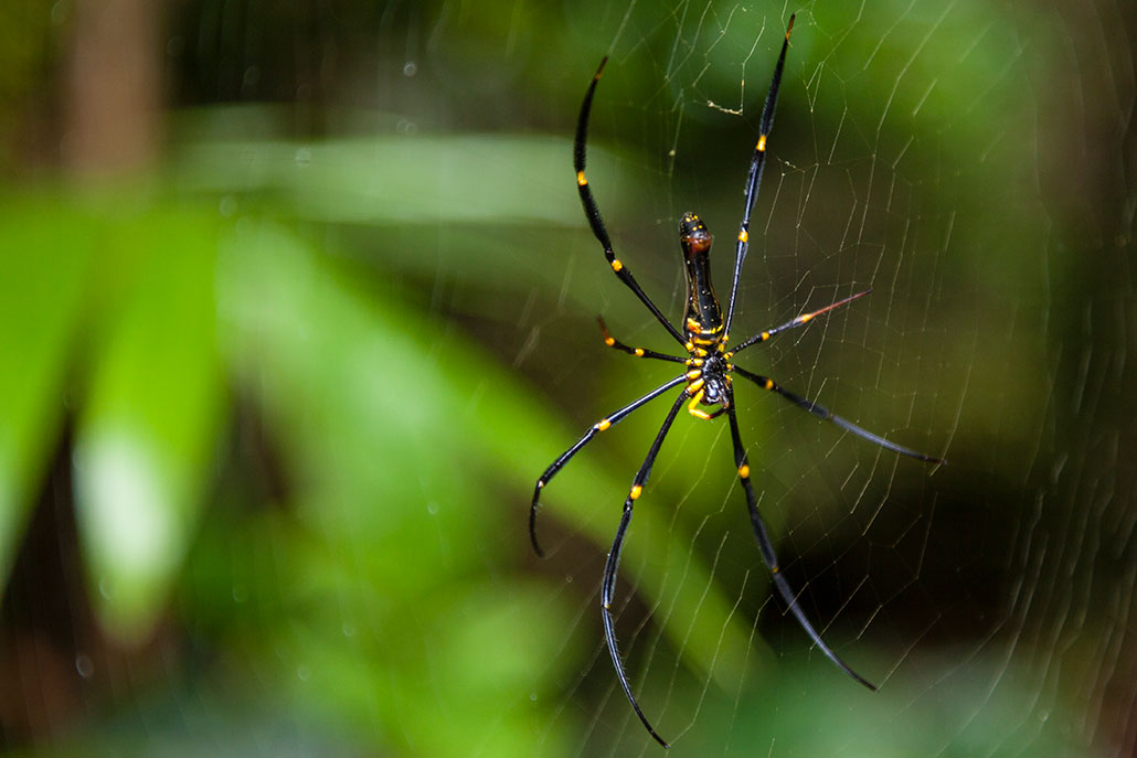 Invertebrates are pretty clever, but are they conscious?