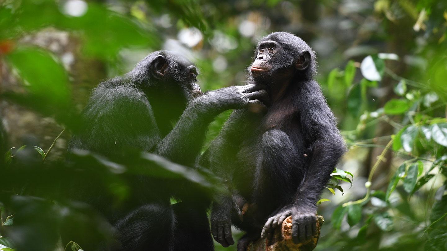 Bonobos cooperate across social groups — even with no clear payoff