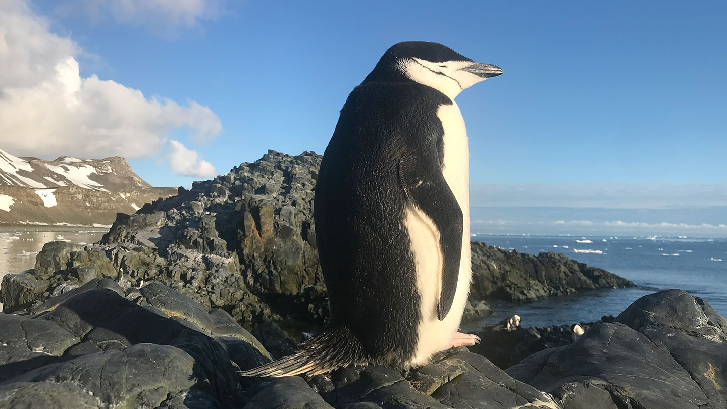 These penguins nap 10,000 times a day, for seconds at a time