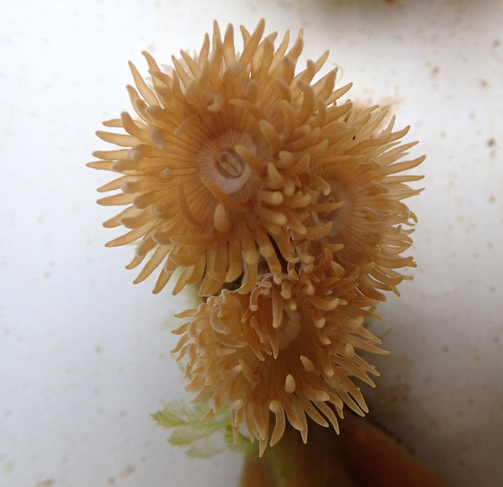 Shading corals during midday heat can limit bleaching