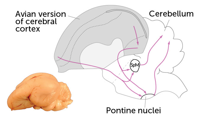 Parrots may offer clues to how our intelligence evolved