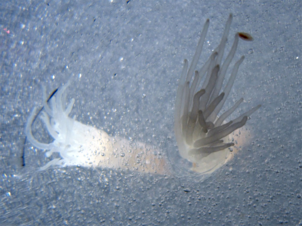 A weird upside-down world lurks beneath Antarctica's ice