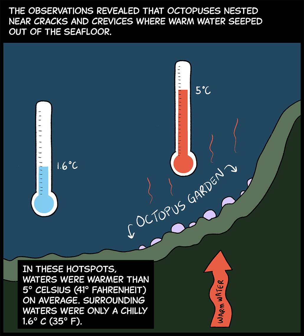 Here’s why thousands of octopuses gather at the ‘Octopus Garden’